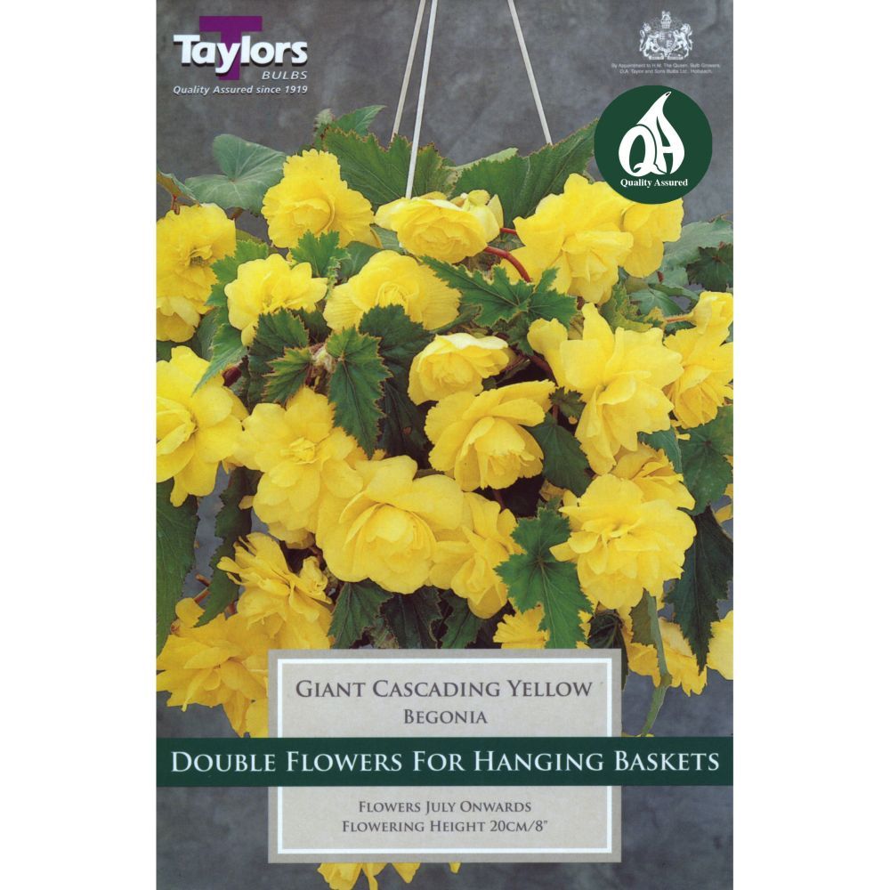 Taylors 3 Begonia Giant Cascading Yellow Tubers – Old Railway Line ...