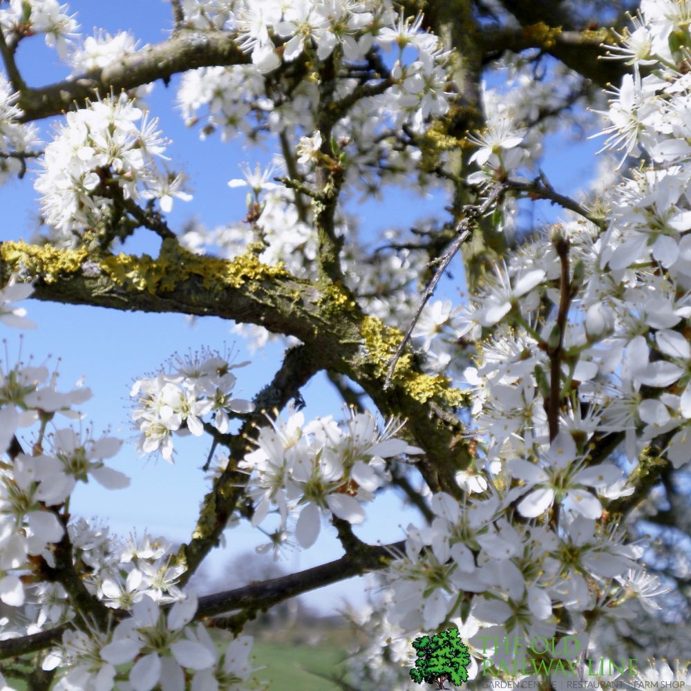 Prunus Spinosa 'Blackthorn/Sloe' Bare Root Hedging (x5 Whips) – Old ...