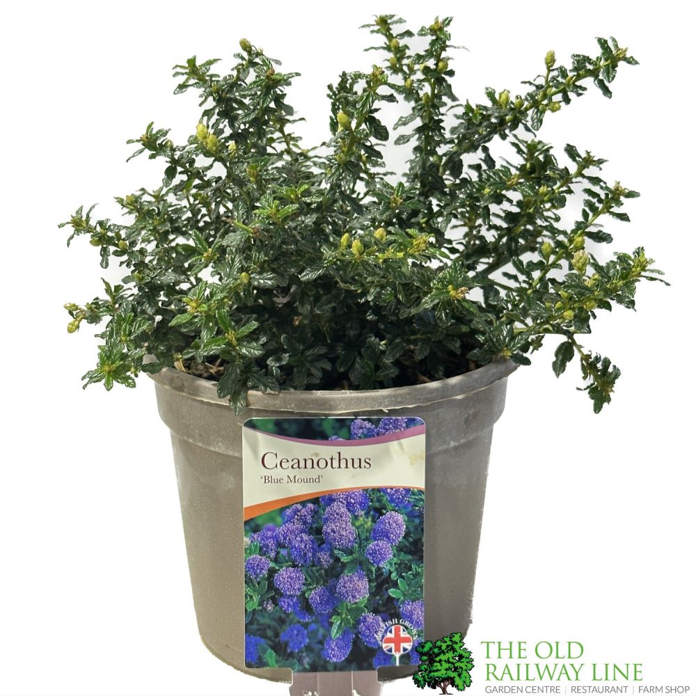 Ceanothus 'Blue Mound' Californian Lilac 3Ltr Pot – Old Railway Line ...