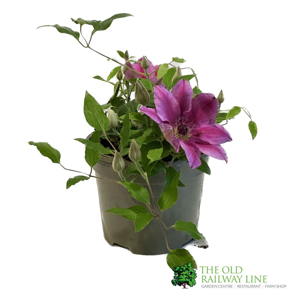 Clematis 'Darcy' Climbing Plant 2 Ltr Pot – Old Railway Line Garden Centre