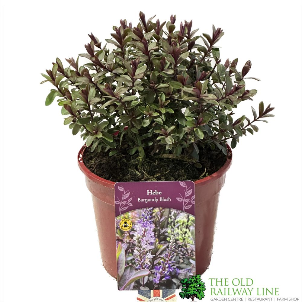 Hebe 'Burgundy Blush' 2Ltr Pot – Old Railway Line Garden Centre
