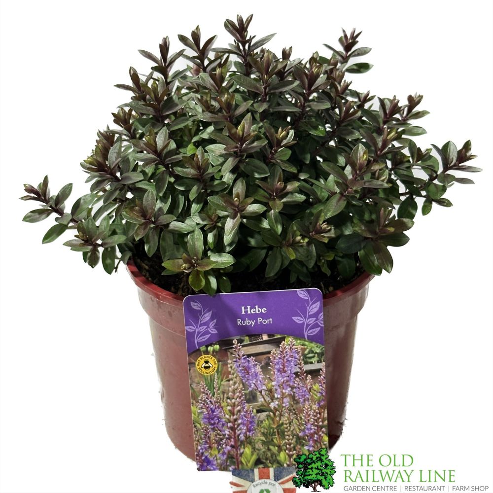Hebe 'Ruby Port' Plant 2Ltr Pot – Old Railway Line Garden Centre