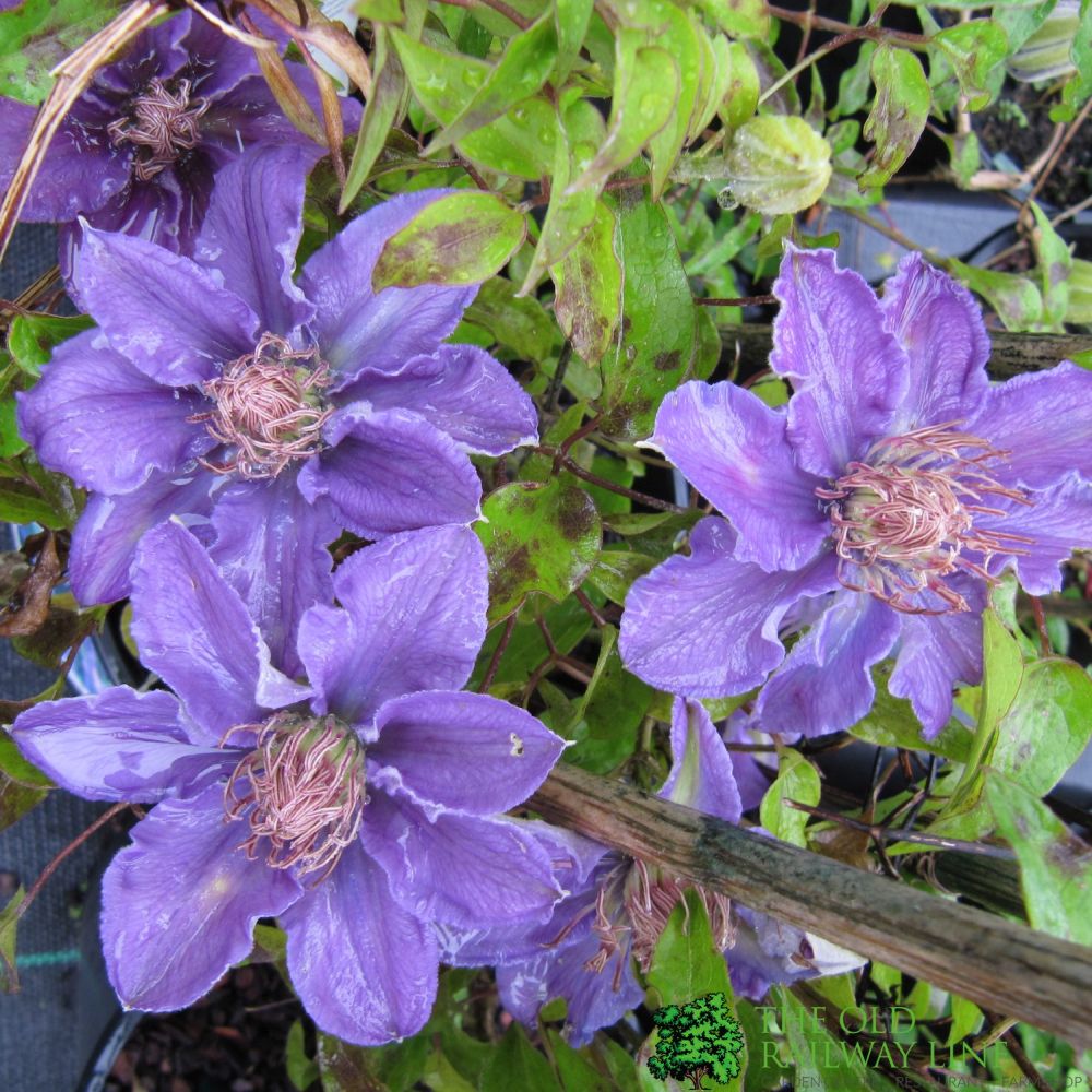 Clematis 'Bijou' Trailing/Climber 2 Ltr Pot – Old Railway Line Garden ...