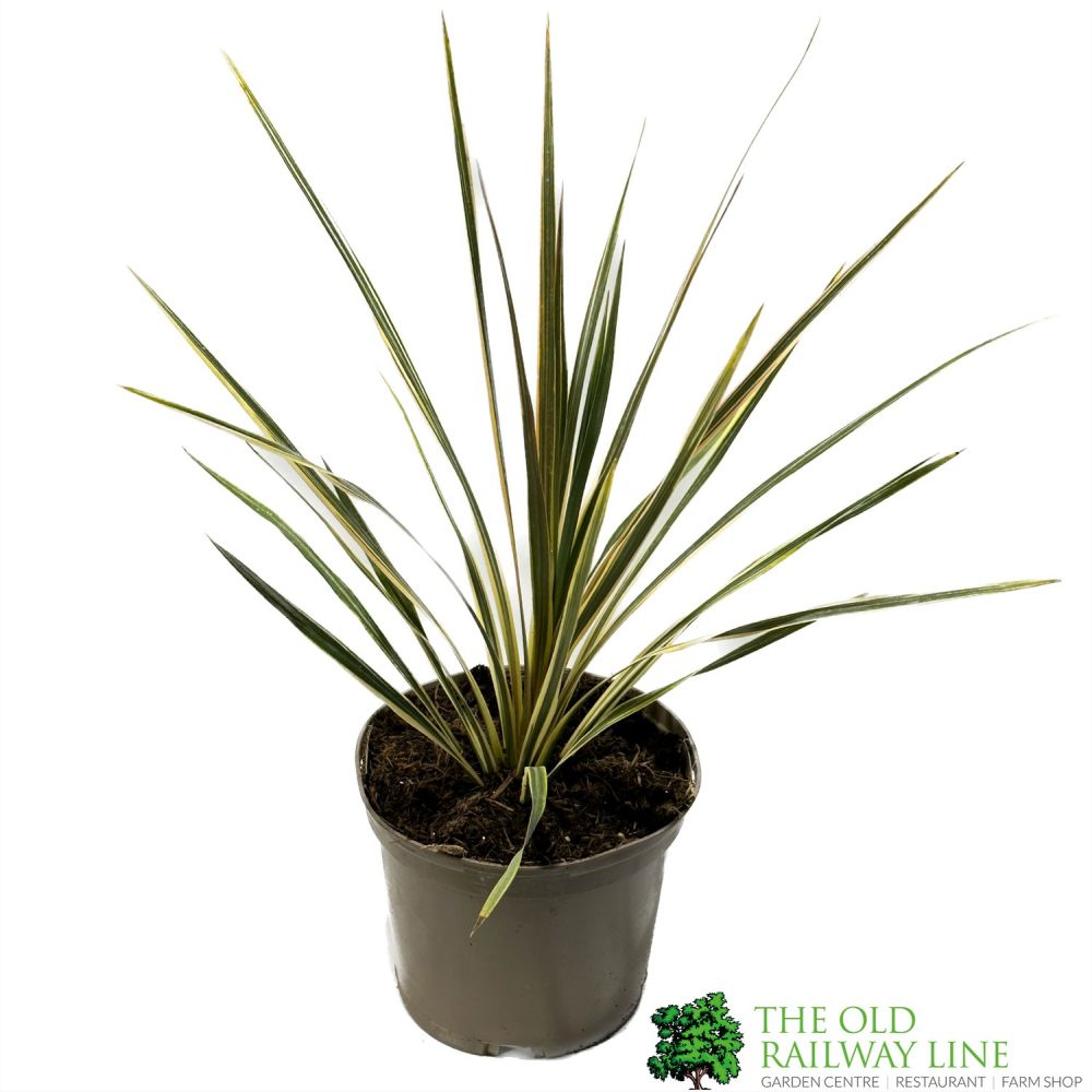 Cordyline Australis 'Sparkler' 2Ltr Pot – Old Railway Line Garden Centre