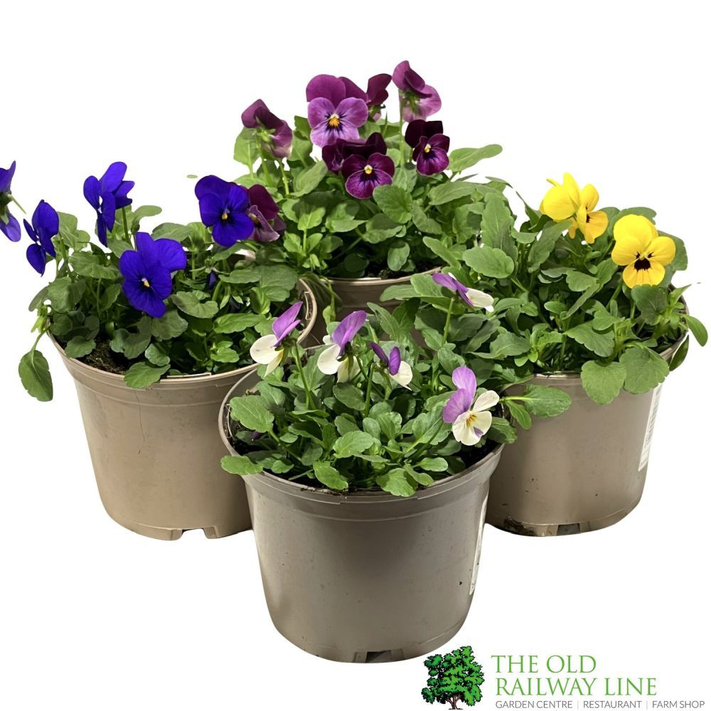 Viola Plant Assorted 1Ltr Pot – Old Railway Line Garden Centre