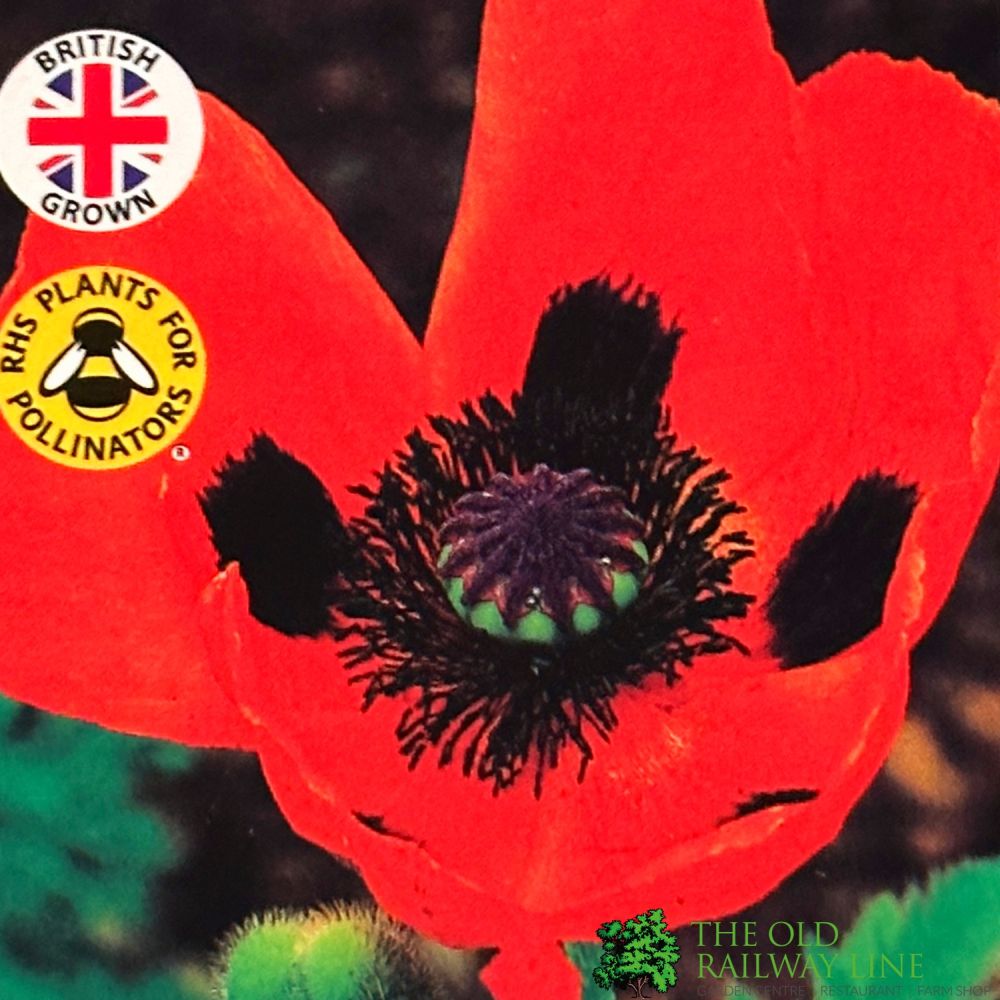 Poppy 'Allegro' Papaver Orientale 1Ltr Pot – Old Railway Line Garden Centre