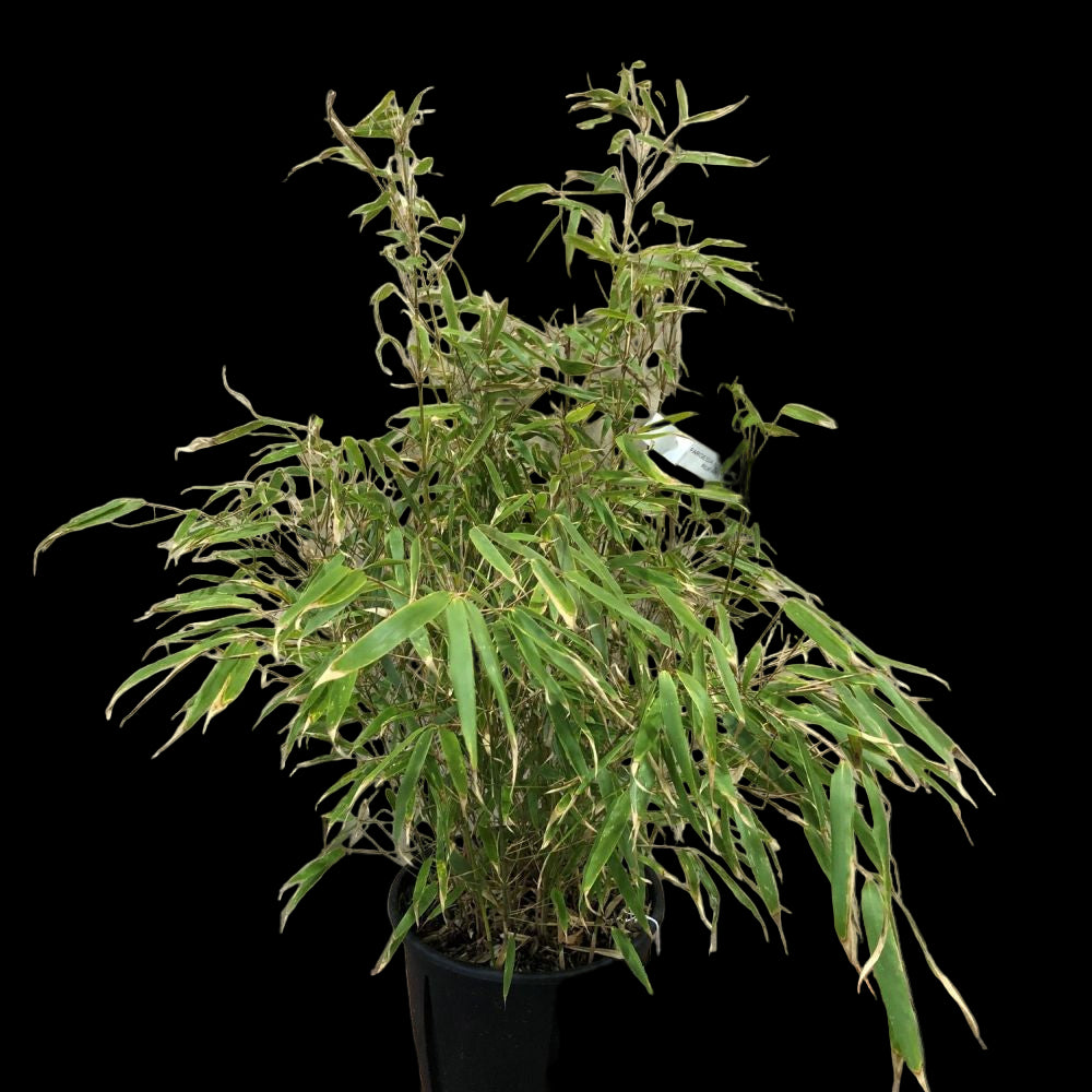 Fargesia 'Rufa' Bamboo Plant 9Ltr Pot (IT) – Old Railway Line Garden Centre