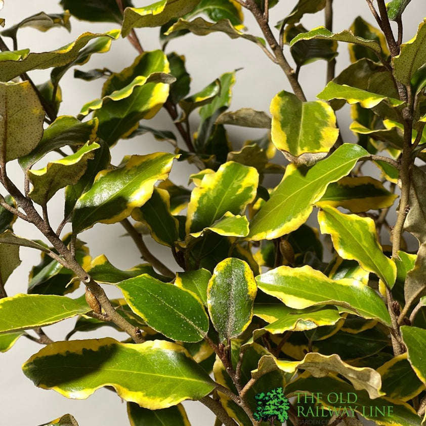 Elaeagnus x Submacrophylla 'Viveleg' Oleaster Plant 50cm Tall (IT ...
