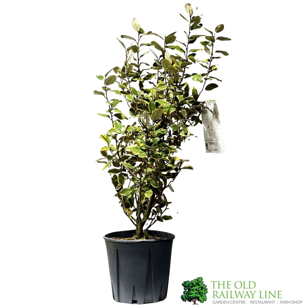 Elaeagnus x Submacrophylla 'Viveleg' Oleaster Plant 50cm Tall (IT ...