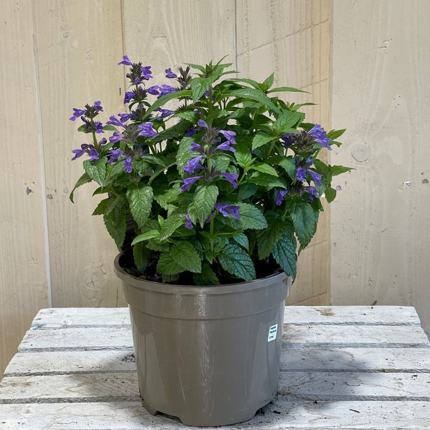 Nepeta 'Neptune' Plant 3 Ltr Pot – Old Railway Line Garden Centre