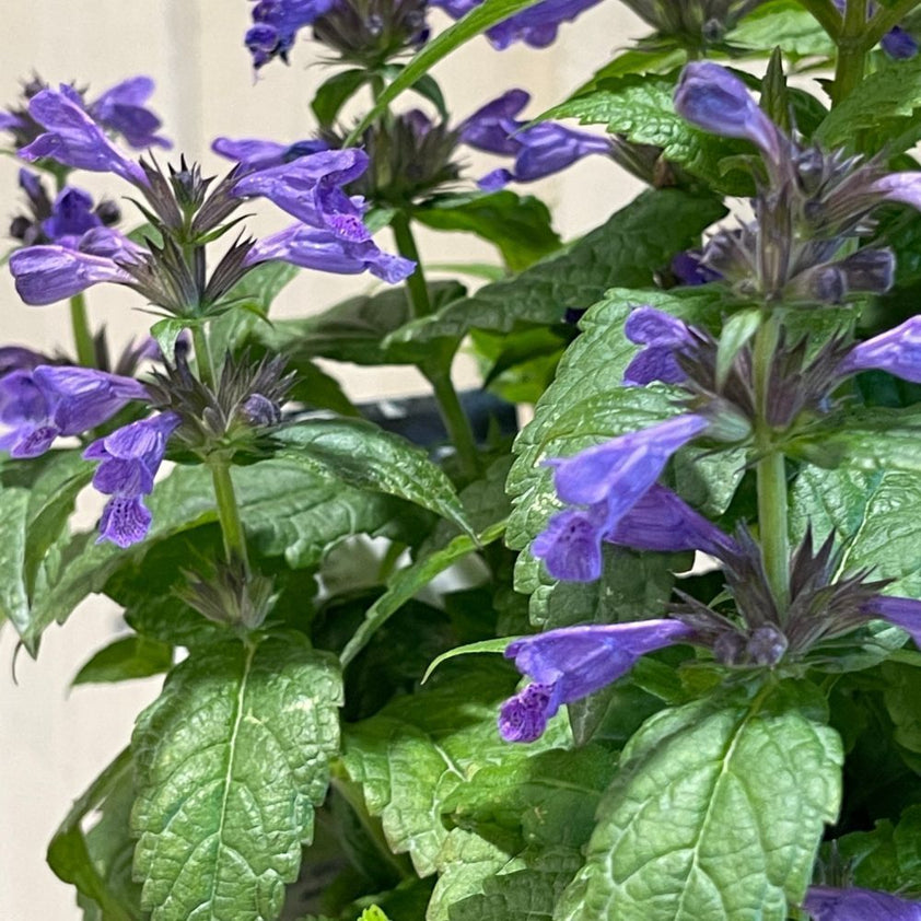 Nepeta 'Neptune' Plant 3 Ltr Pot – Old Railway Line Garden Centre