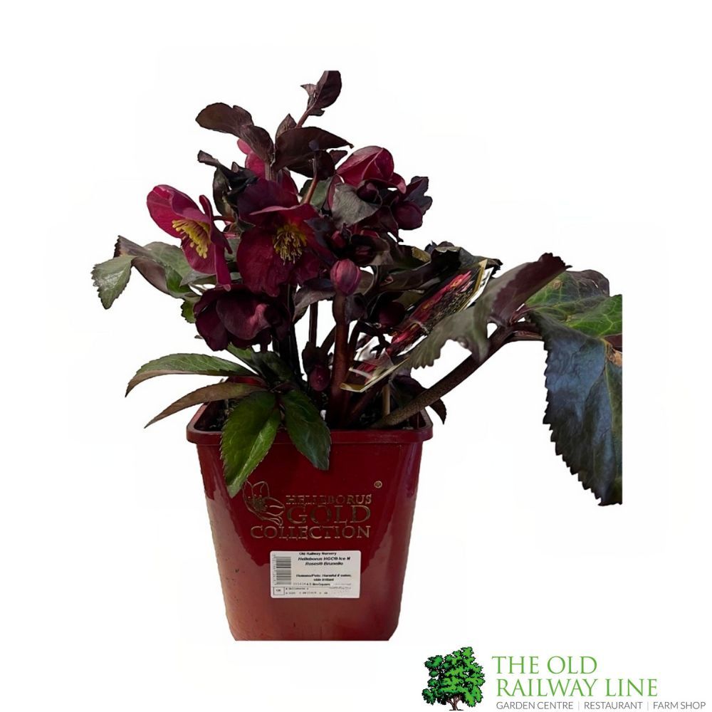 Hellebore Ice n' Roses 'Brunello' Helleborus Gold Collection Plant - 4 ...