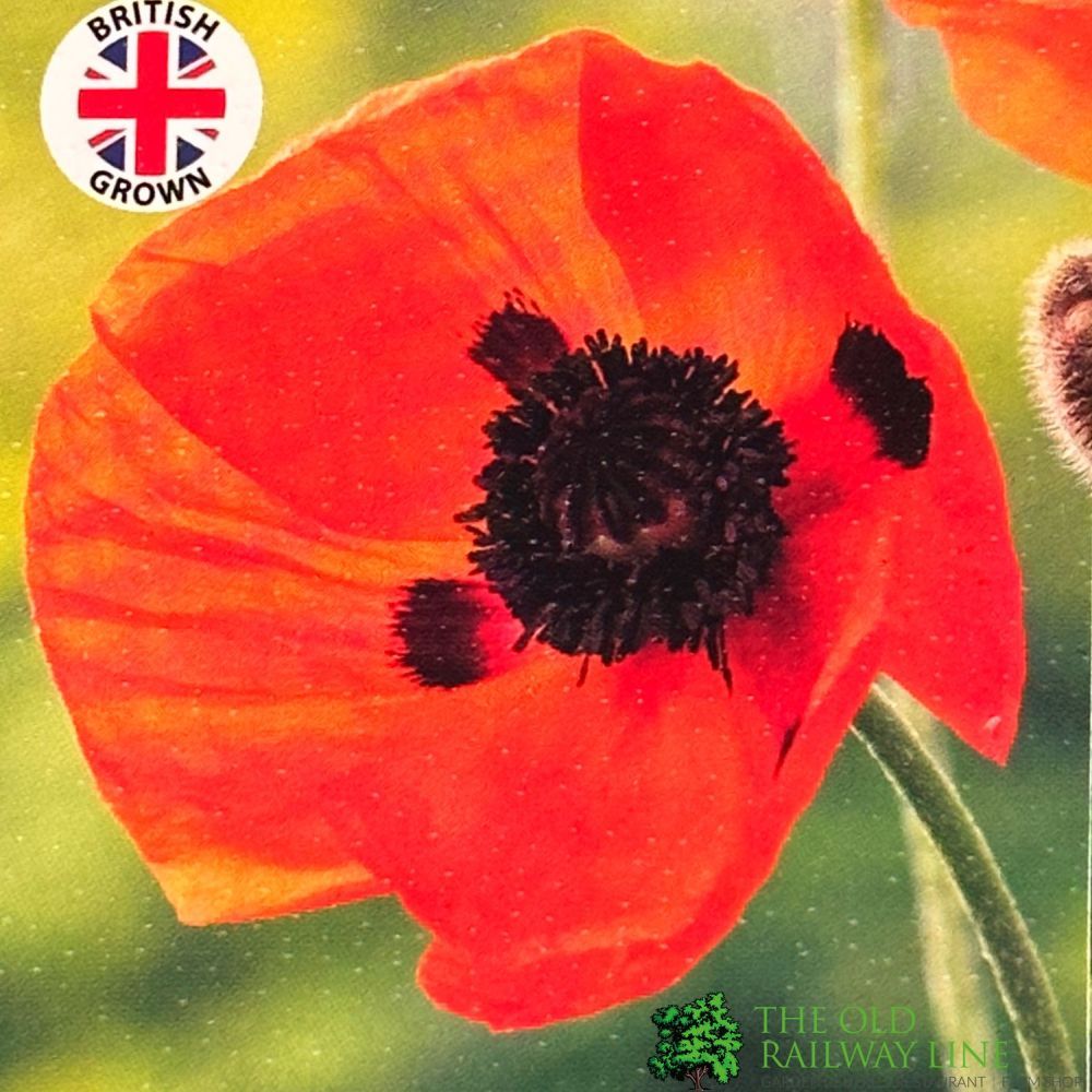 Poppy 'Brilliant' Papaver Orientale 1 Ltr Pot – Old Railway Line Garden ...