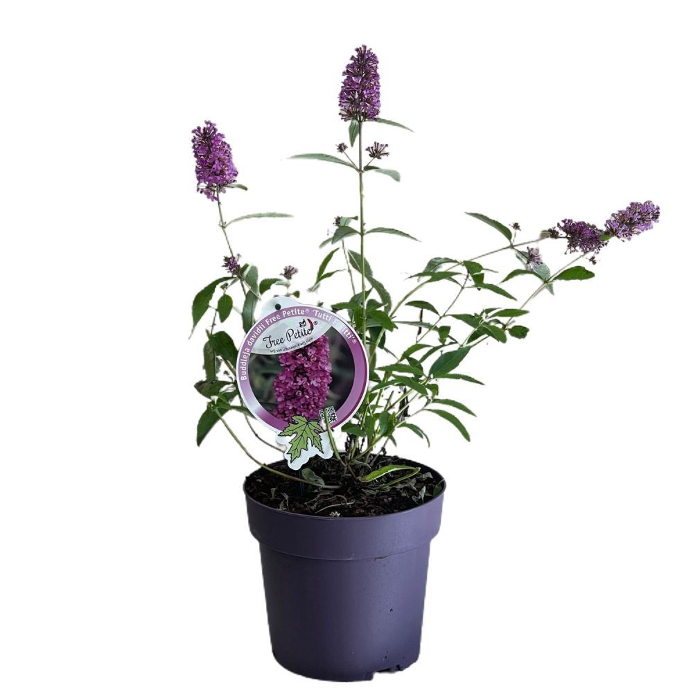 Buddleja Free Petite 'Tutti Frutti' Plant 3Ltr (NL) – Old Railway Line ...