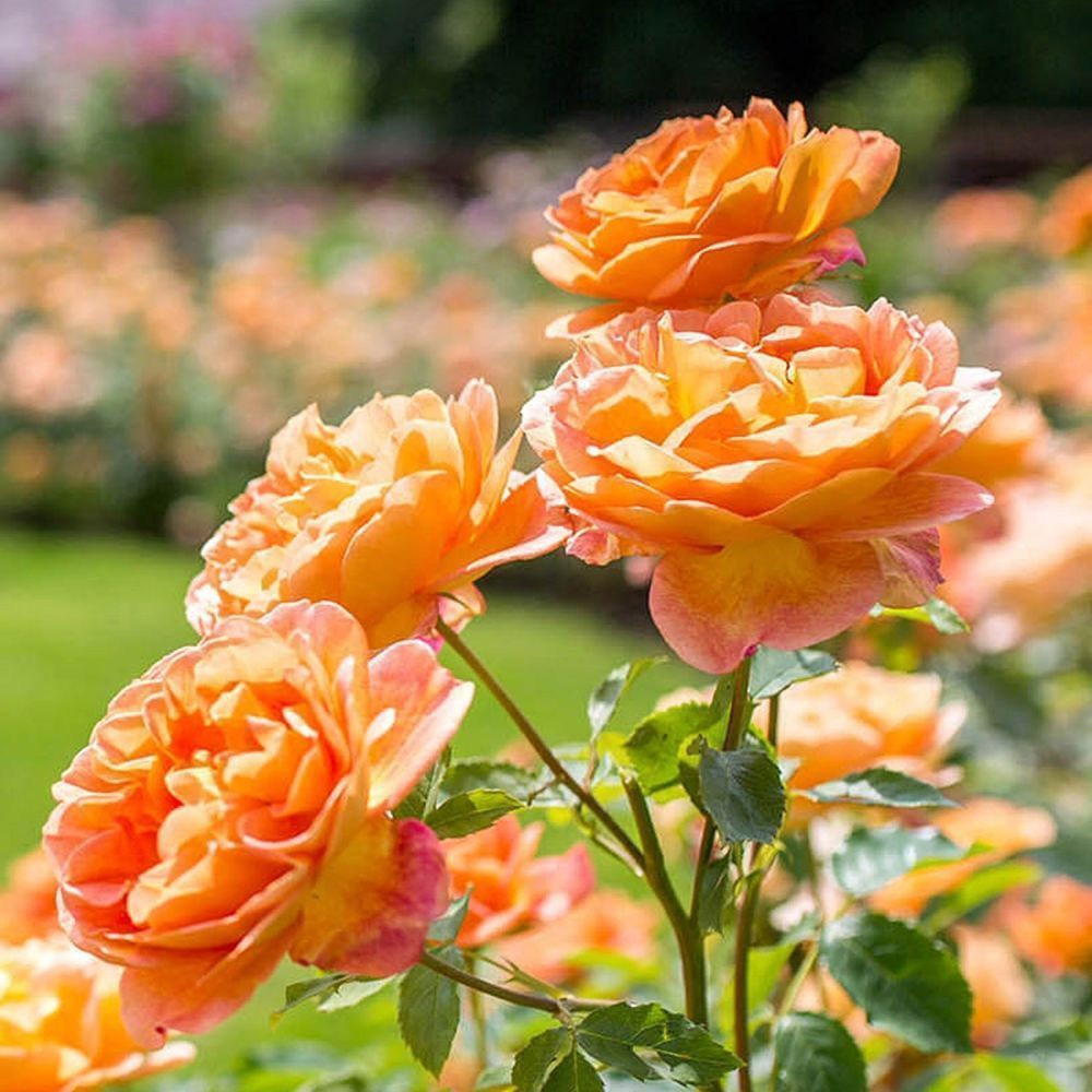 David Austin 'Lady of Shallot' Orange English Shrub Rose Plant 6Ltr Po ...