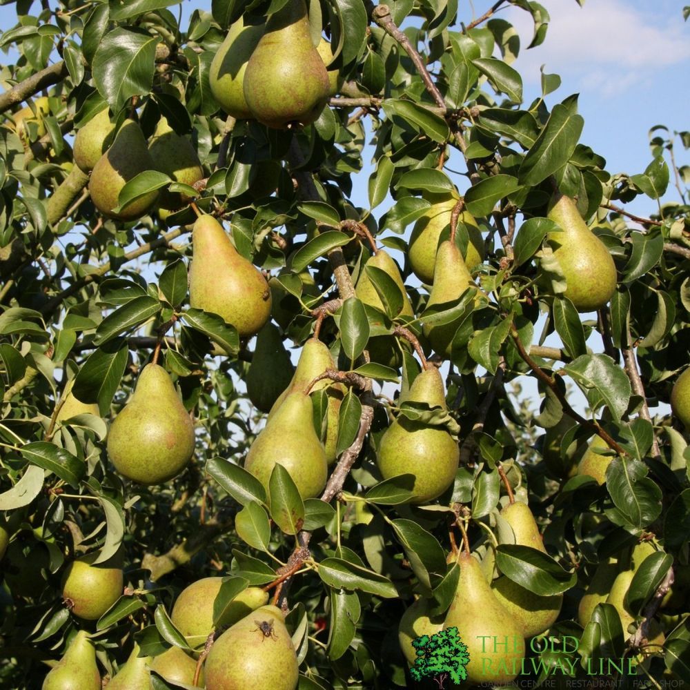 Pear Tree 'Concorde' Fruit Tree 12Ltr Pot – Old Railway Line Garden Centre