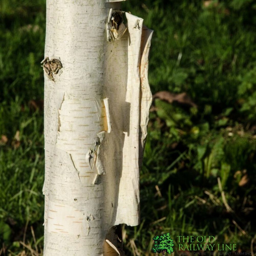 Betula Utilis 'Snow Queen' Birch Tree 12Ltr Pot – Old Railway Line ...