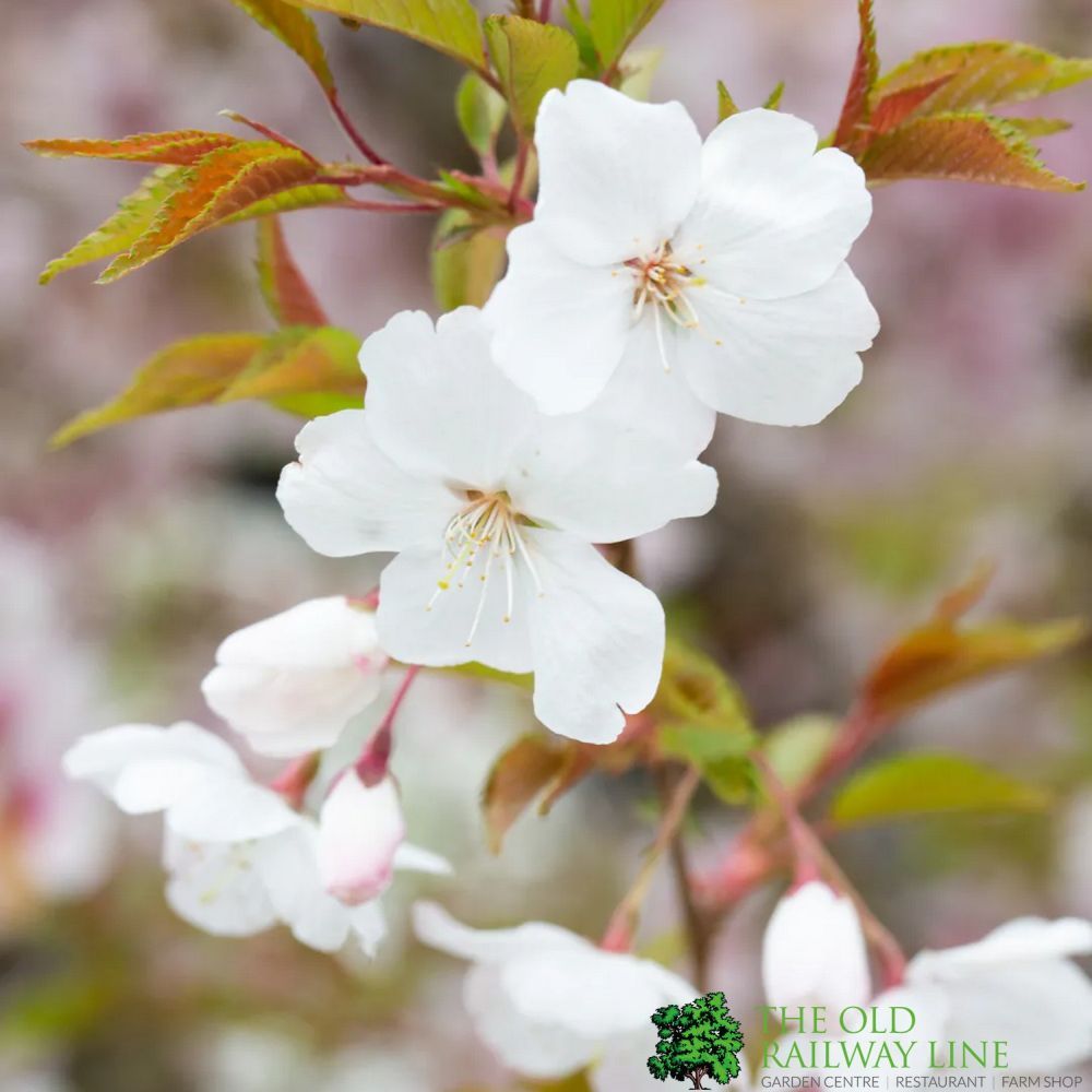 Prunus 'The Bride' Tree 12Ltr Pot – Old Railway Line Garden Centre