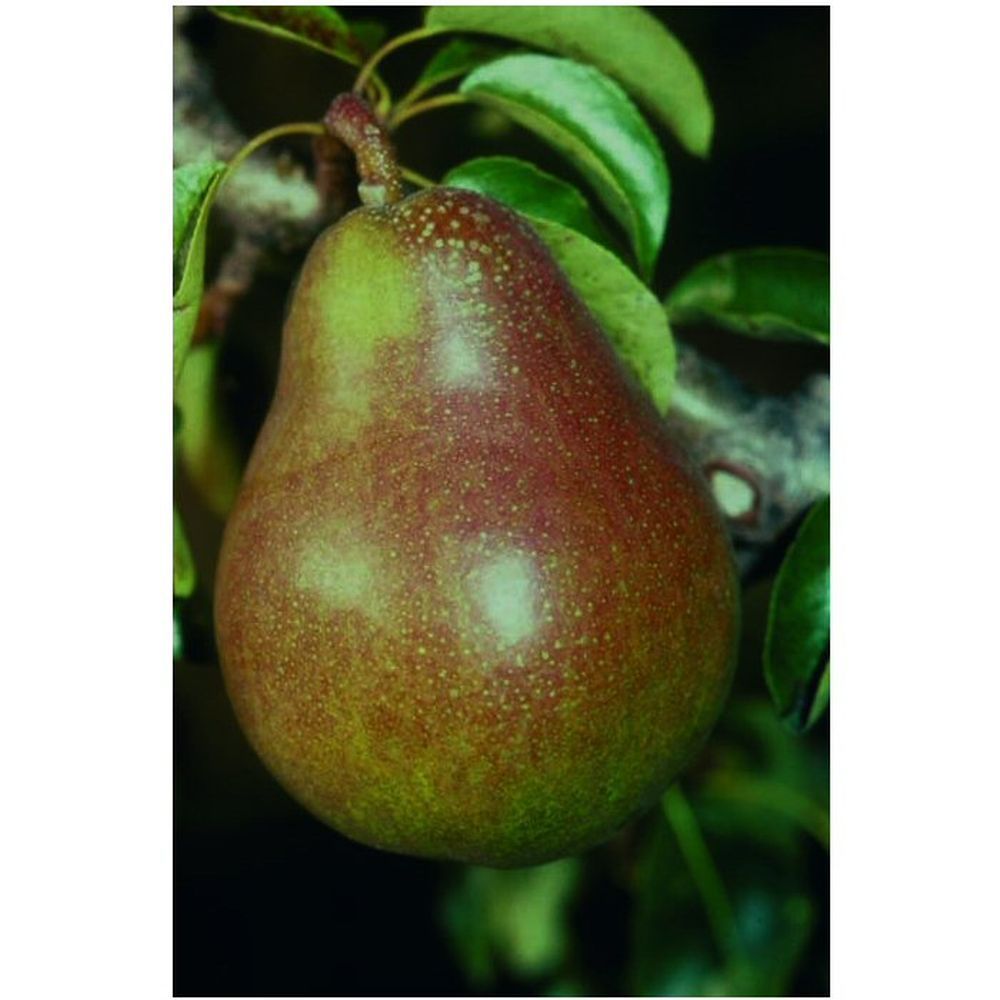 Pear Tree 'Doyenne Du Comice' 12Ltr Pot – Old Railway Line Garden Centre
