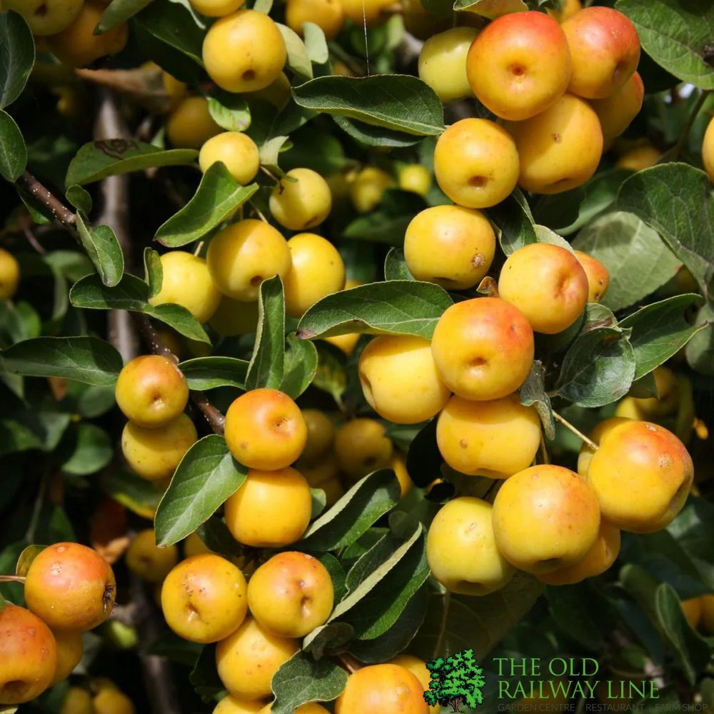Crab Apple Tree 'Malus Butterball' 11.5Ltr Pot – Old Railway Line ...