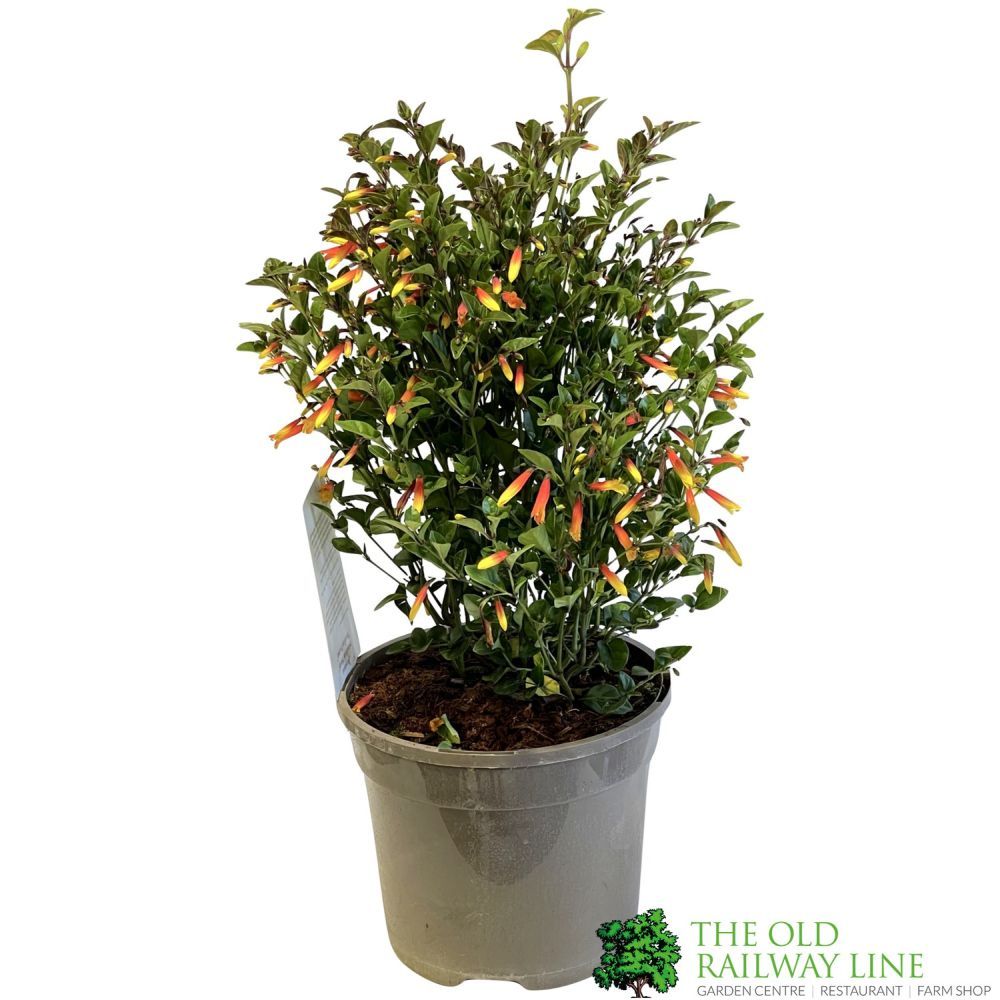 Jacobinia pauciflora 'Firefly' Plant 3Ltr Pot – Old Railway Line Garden ...