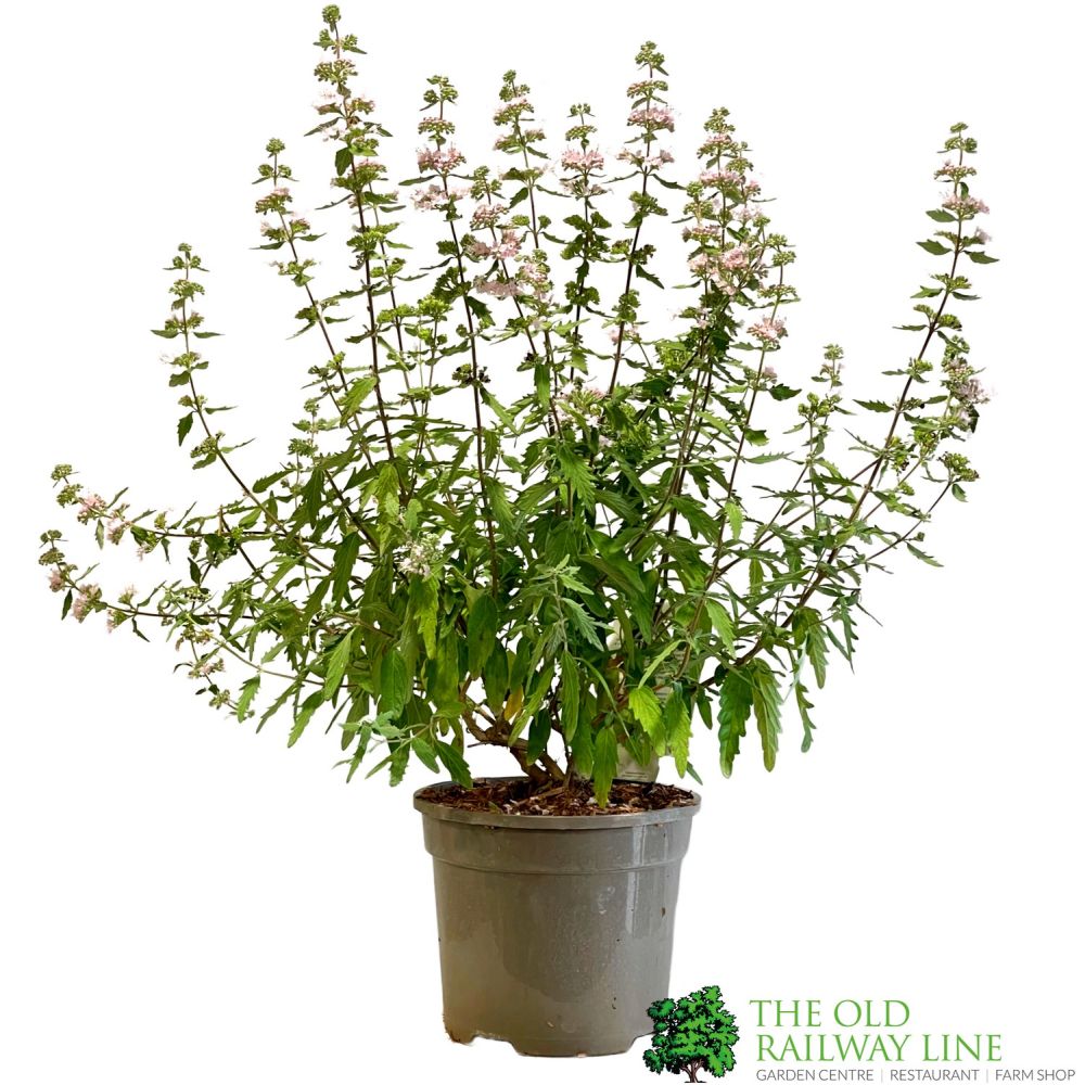 Caryopteris x clandonensis 'Stephi' Bluebeard Plant 3Ltr Pot – Old ...