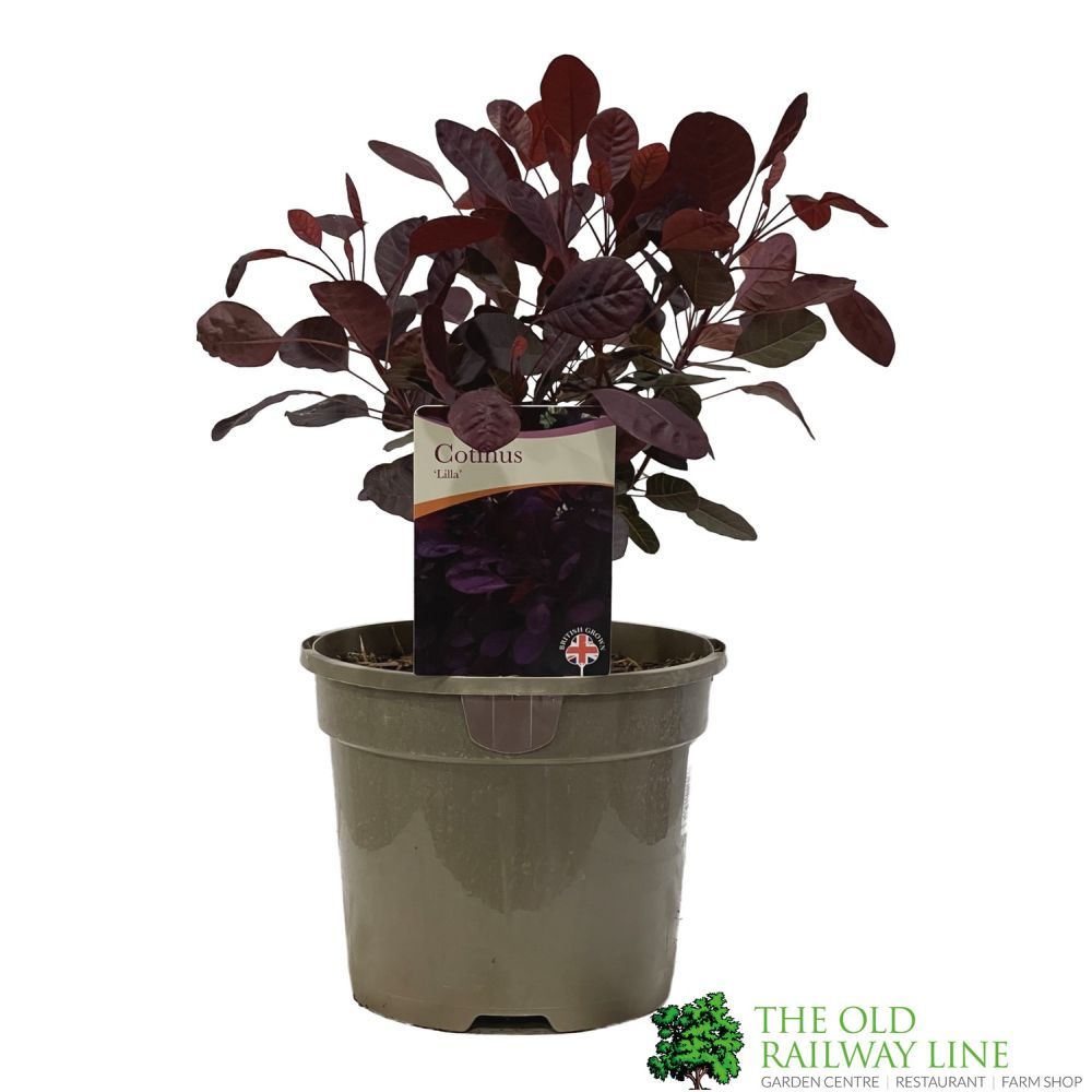 Cotinus 'Lilla' Smoke Bush Plant - 3Ltr Pot – Old Railway Line Garden ...