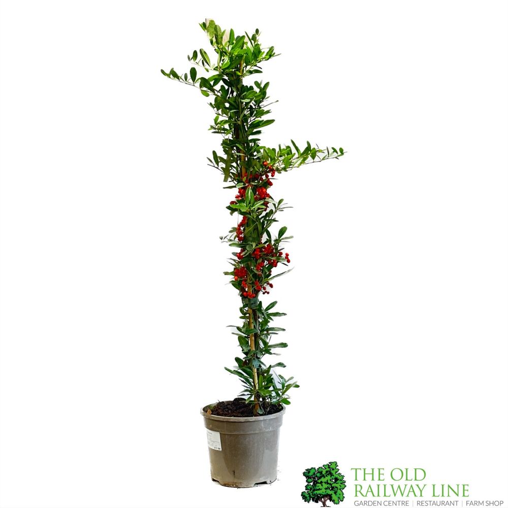Pyracantha Coccinea 'Red Star' Fire Thorn 3Ltr Pot – Old Railway Line ...