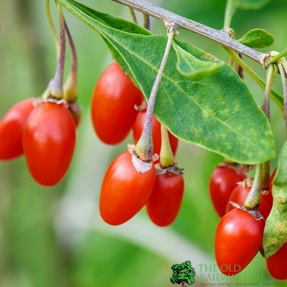 Goji Berry Lycium barbarum Fruit Bush 3Ltr Pot – Old Railway Line ...