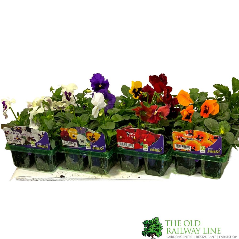 Pansy Mixed Six Pack of Plants – Old Railway Line Garden Centre