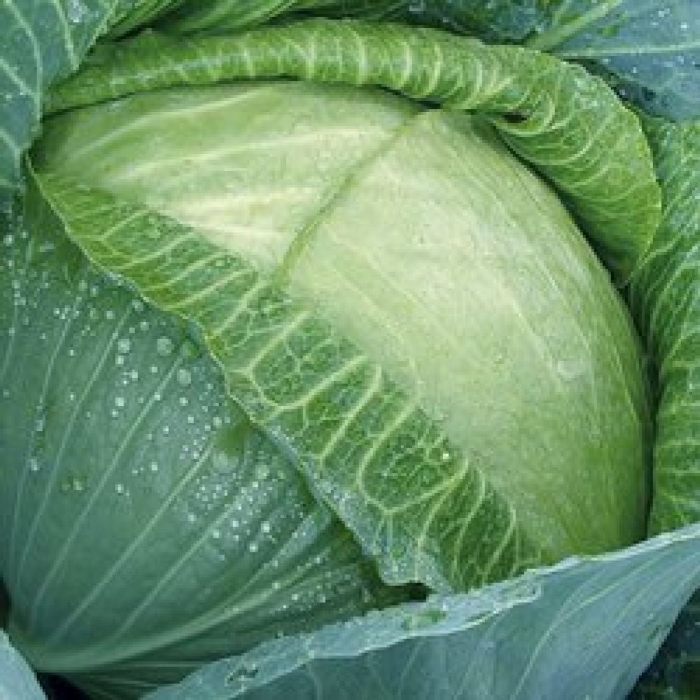 Cabbage Kilaton F1 Six Pack Vegetable Plants – Old Railway Line Garden ...