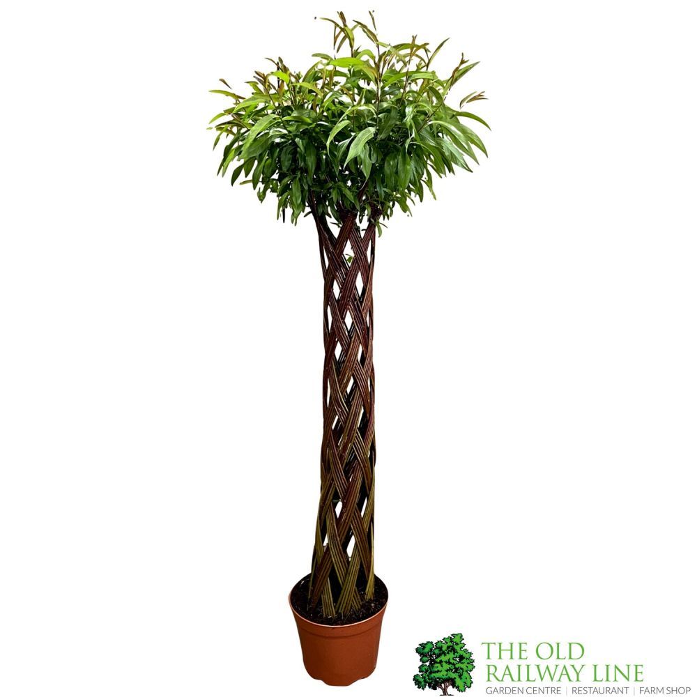 Salix Hybrid Living Braided Willow Sculpture Mixed Stem 15cm Pot (NL ...