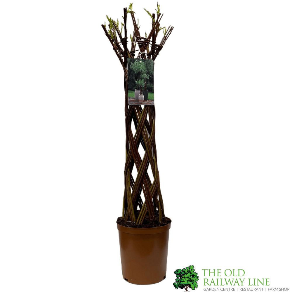 Salix Hybrid Living Braided Willow Sculpture Dark Stem 80cm 19cm pot ...