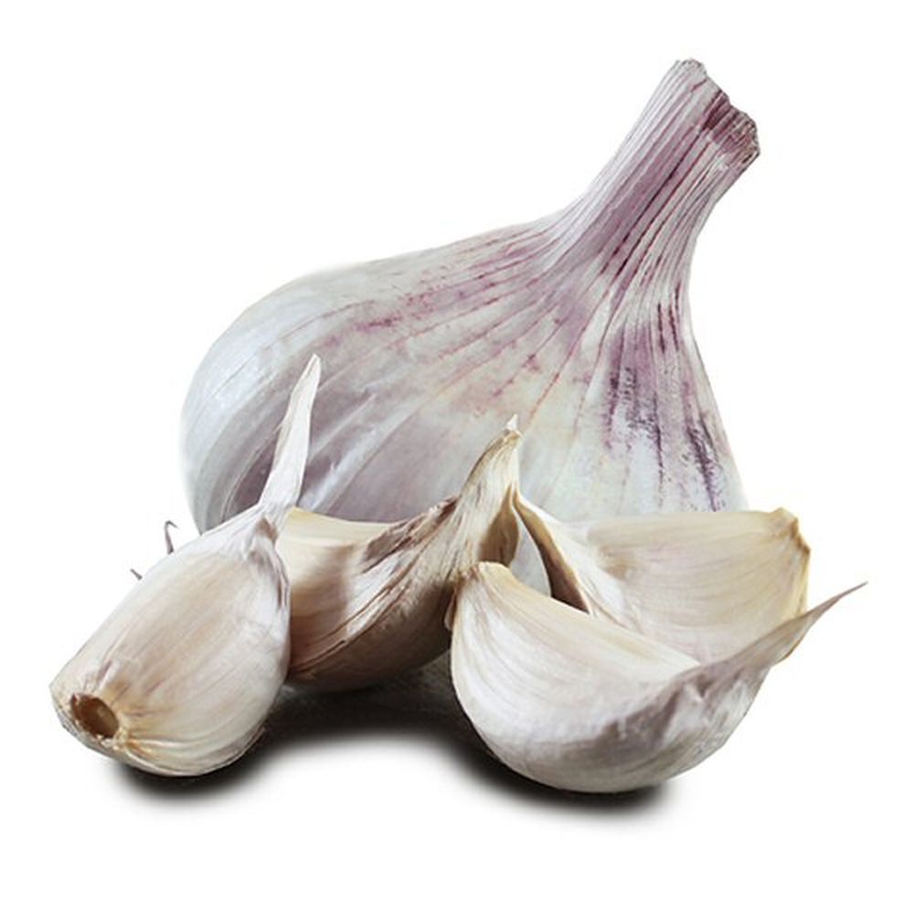 The Garlic Farm Garlic Bulb – Old Railway Line Garden Centre